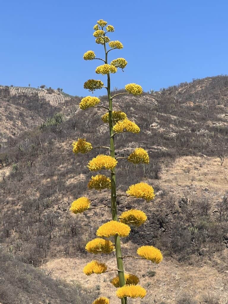 Quiote – Mezcalistas