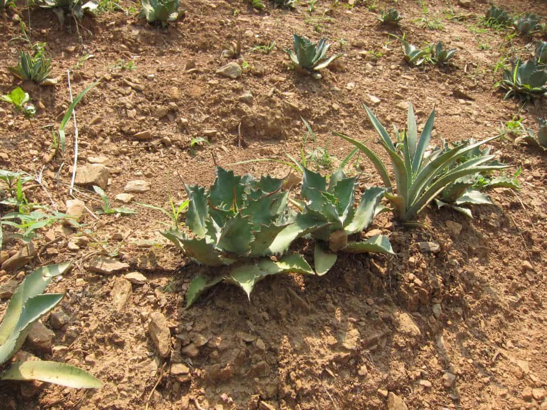 Hijuelos, seeds, bulbils - Or how your agave is grown – Mezcalistas