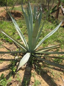 Penca – Mezcalistas