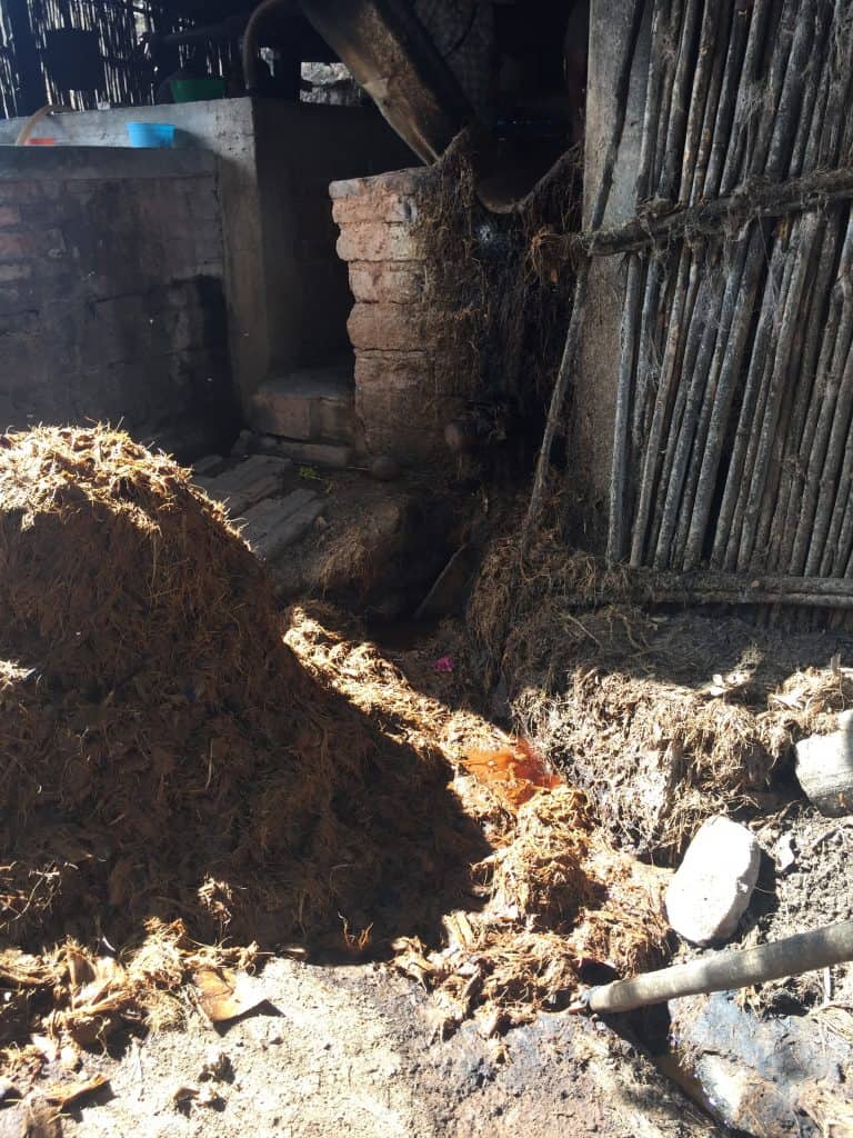 Bagazo (or Bagaso) – Mezcalistas