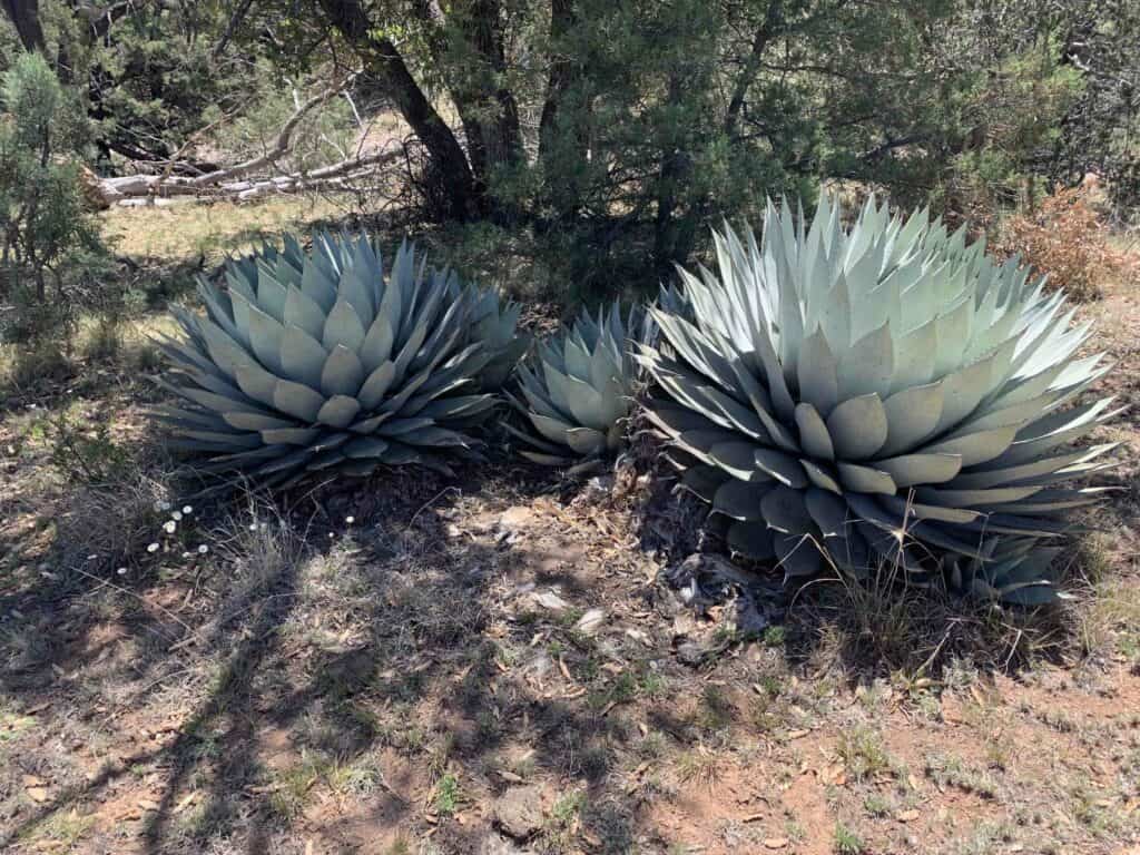 The infancy of agave distilling in the U.S. – Mezcalistas