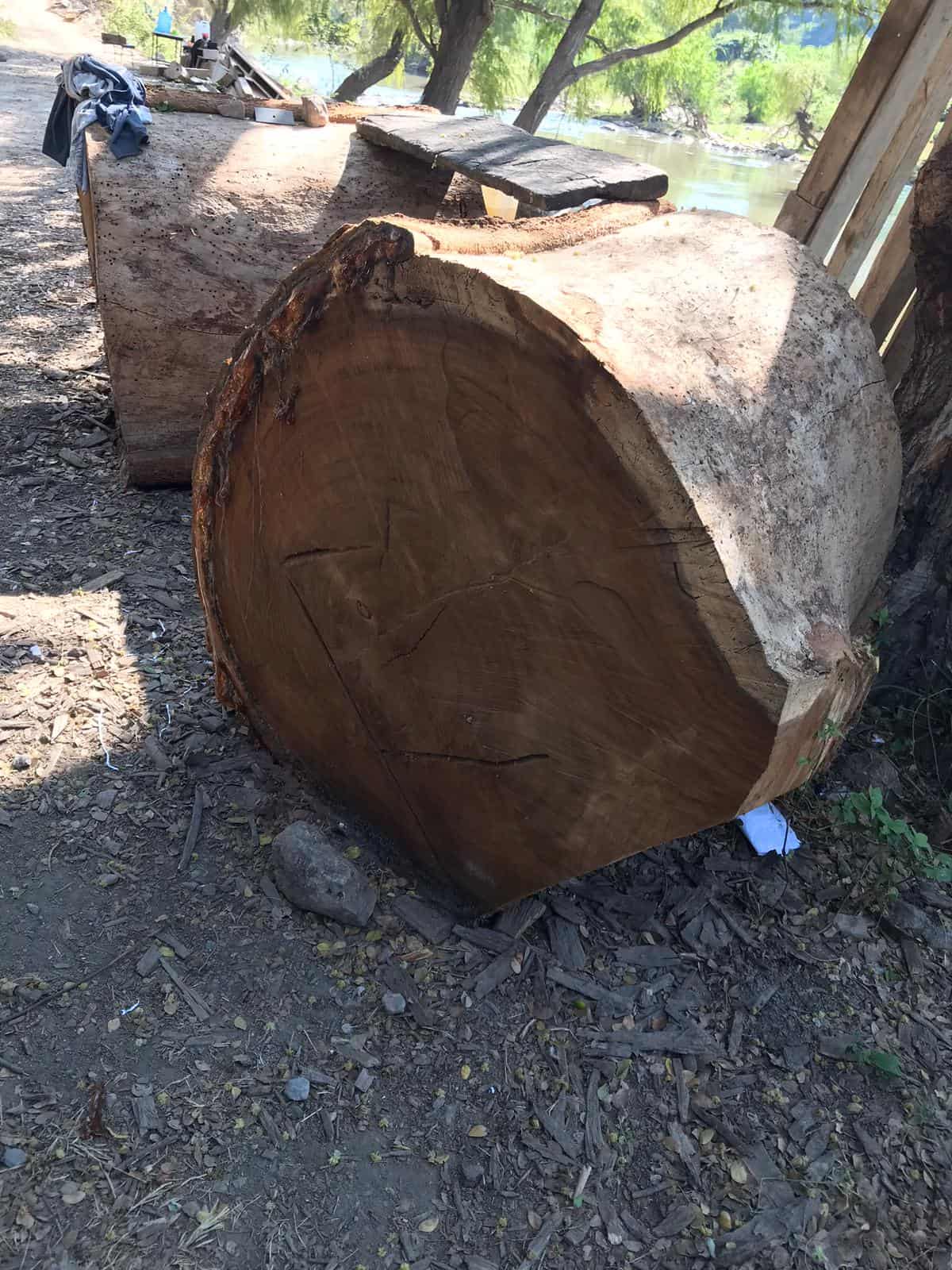 Parota tree trunk – Mezcalistas