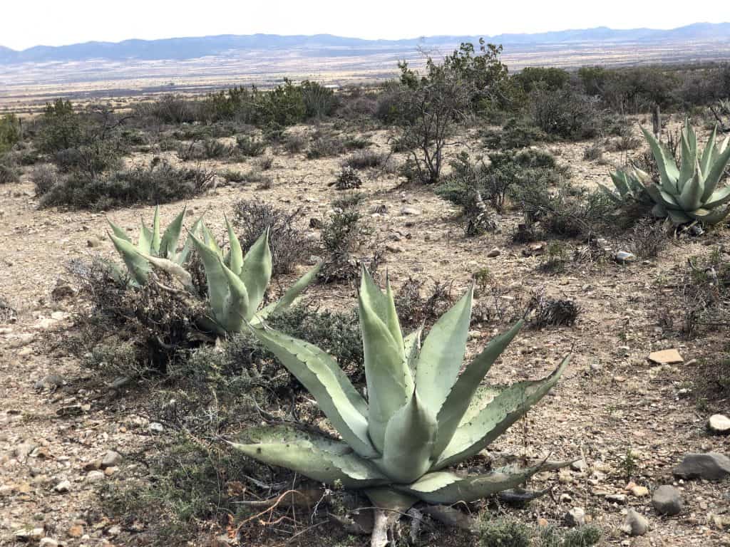 Agaves of Durango – Mezcalistas