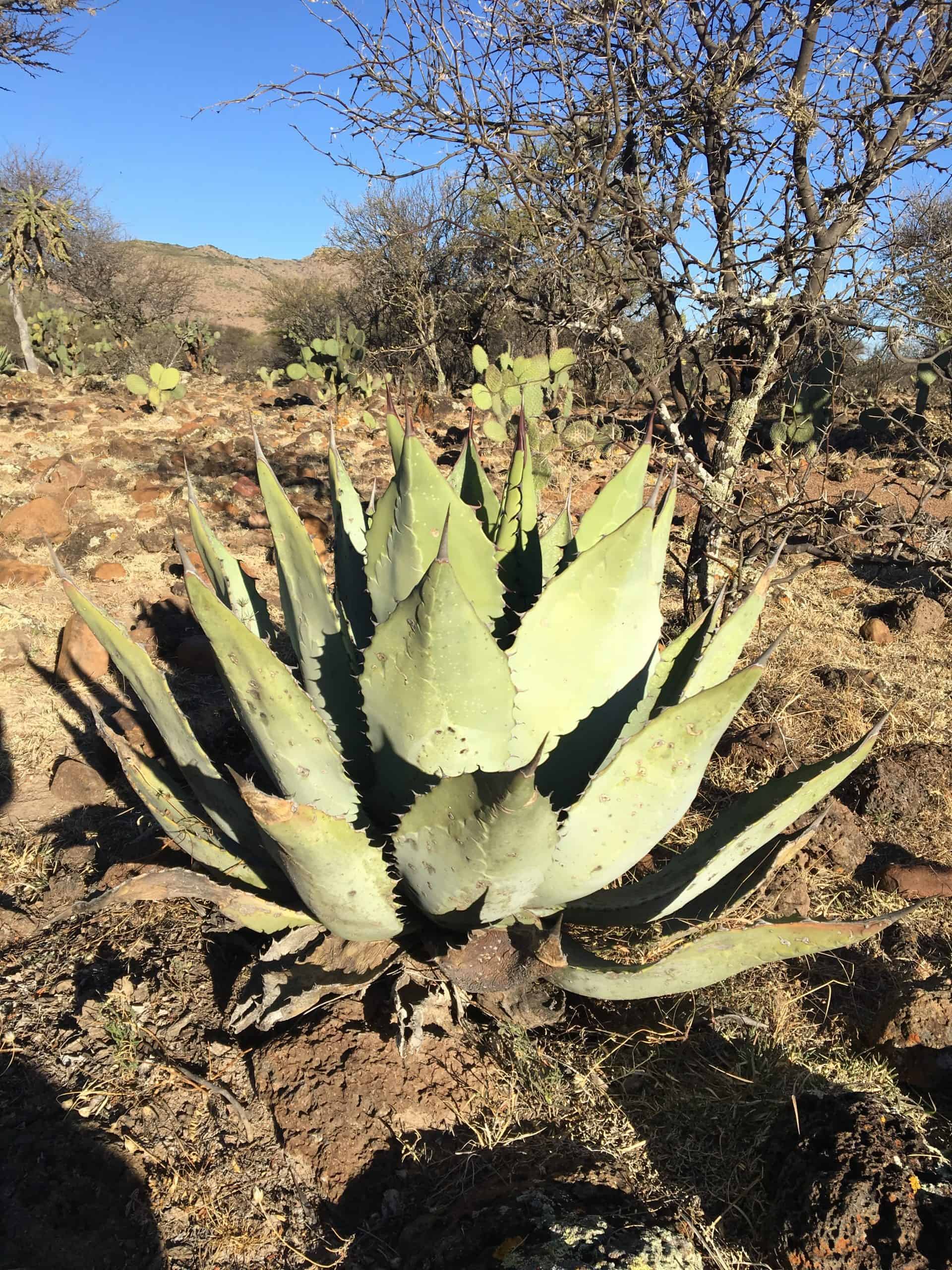 Agaves of Durango – Mezcalistas