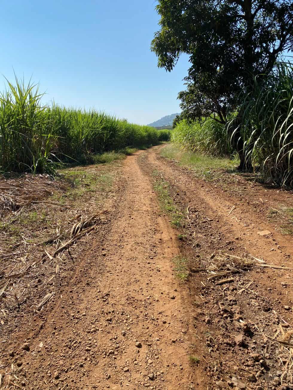 Demystifying Charanda: One Of Mexico’s Most Recognized Rums – Mezcalistas