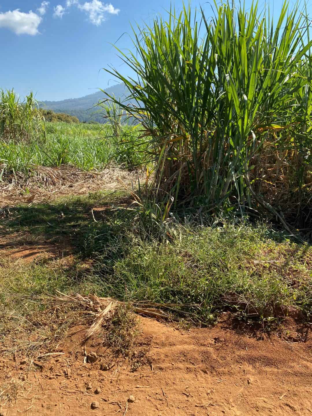 Demystifying charanda, a notable Mexican rum – Mezcalistas