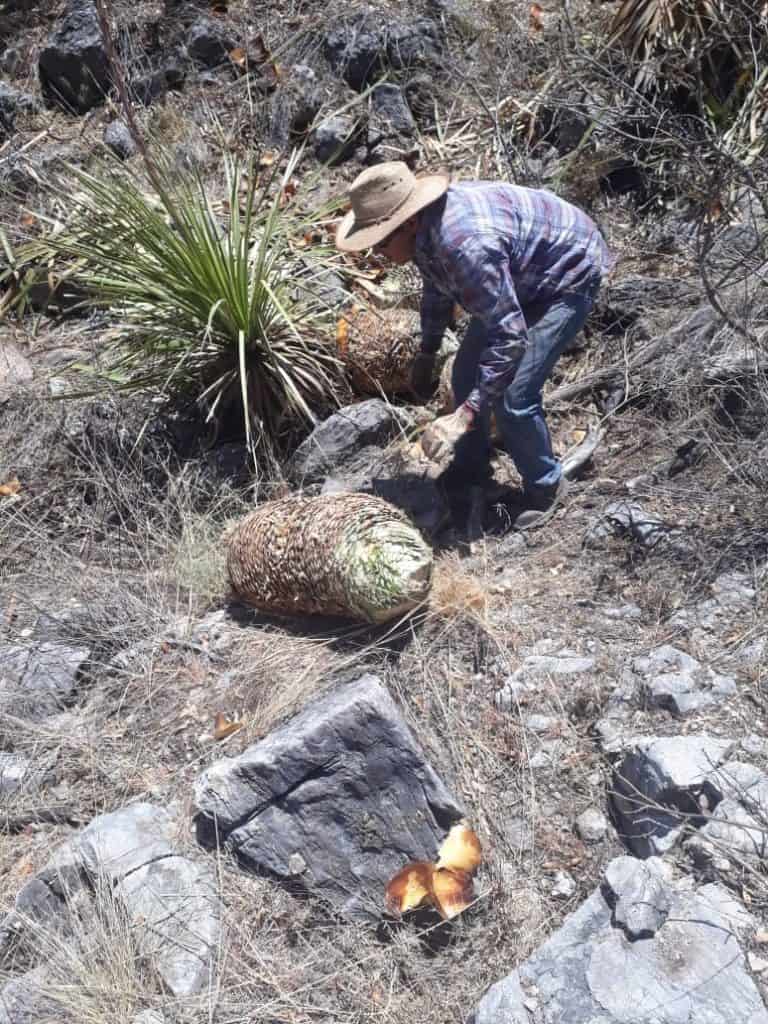Ultimate Mezcal 101 Guide: What is Mezcal? – Mezcalistas