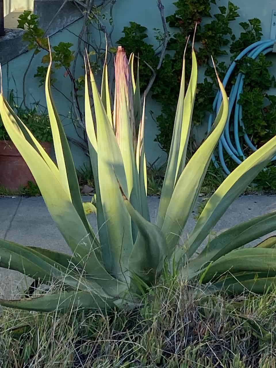 A quiote grows in Alameda – Mezcalistas