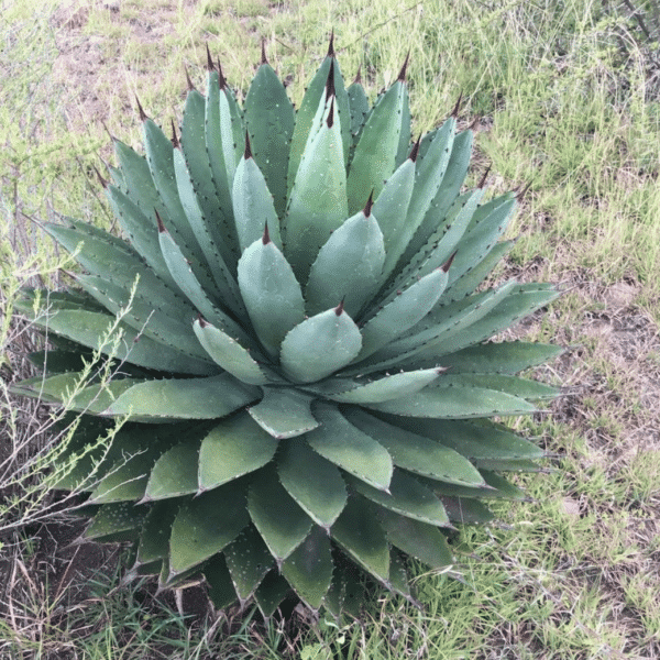 Agave Species – Mezcalistas