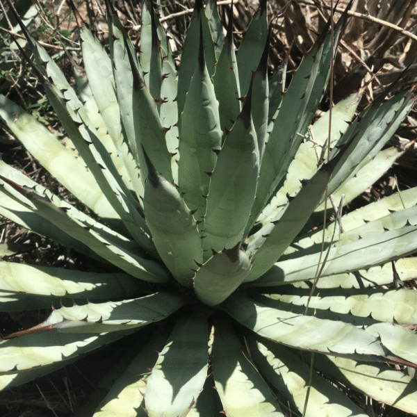 Agave Species – Mezcalistas
