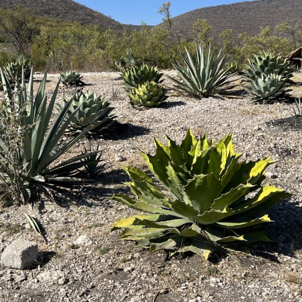 Agave Archives – Mezcalistas