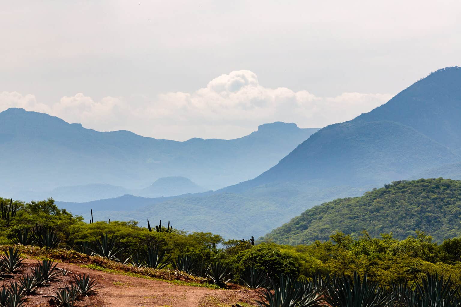 Agua del Sol Reyna Rodriguez Ramirez Espadín Tasting Notes – Mezcalistas