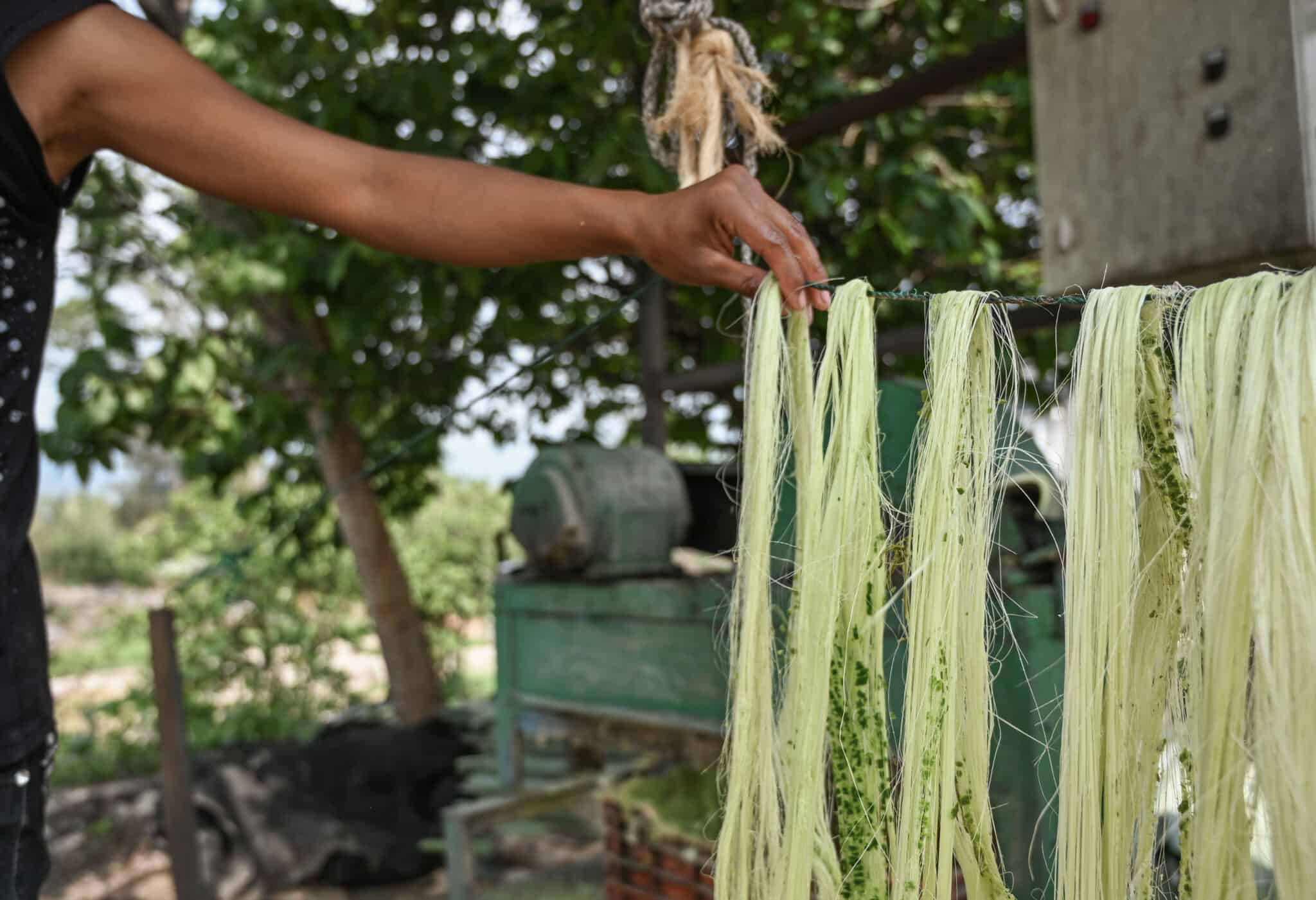 The revival of agave fibers in design – Mezcalistas