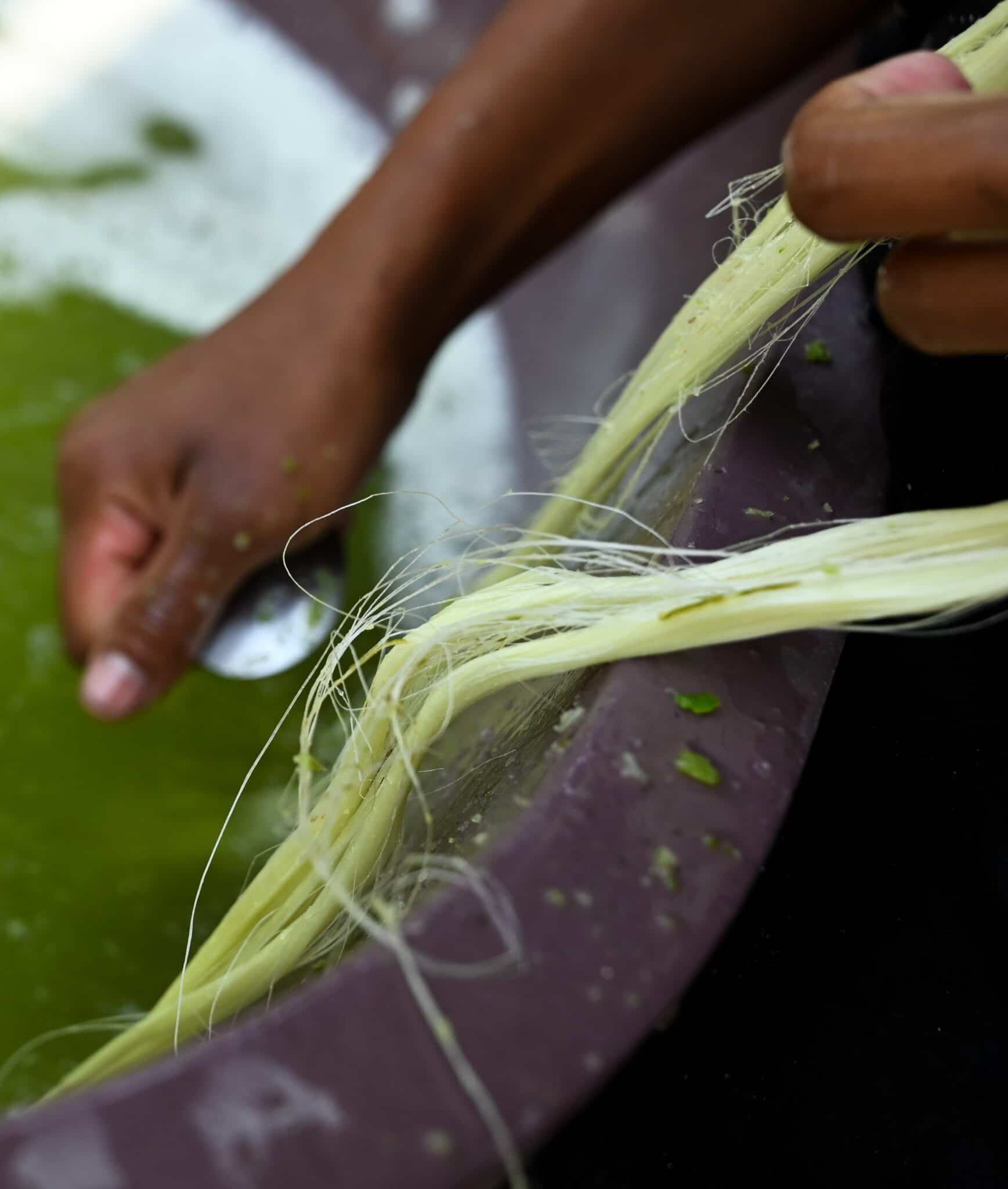 The revival of agave fibers in design – Mezcalistas
