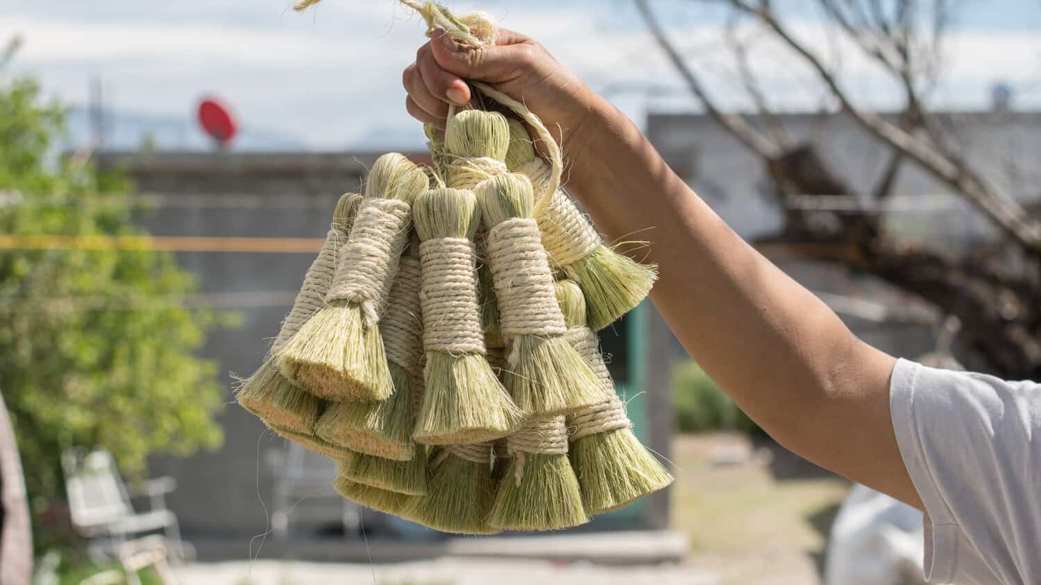 Ixtle – Mezcalistas