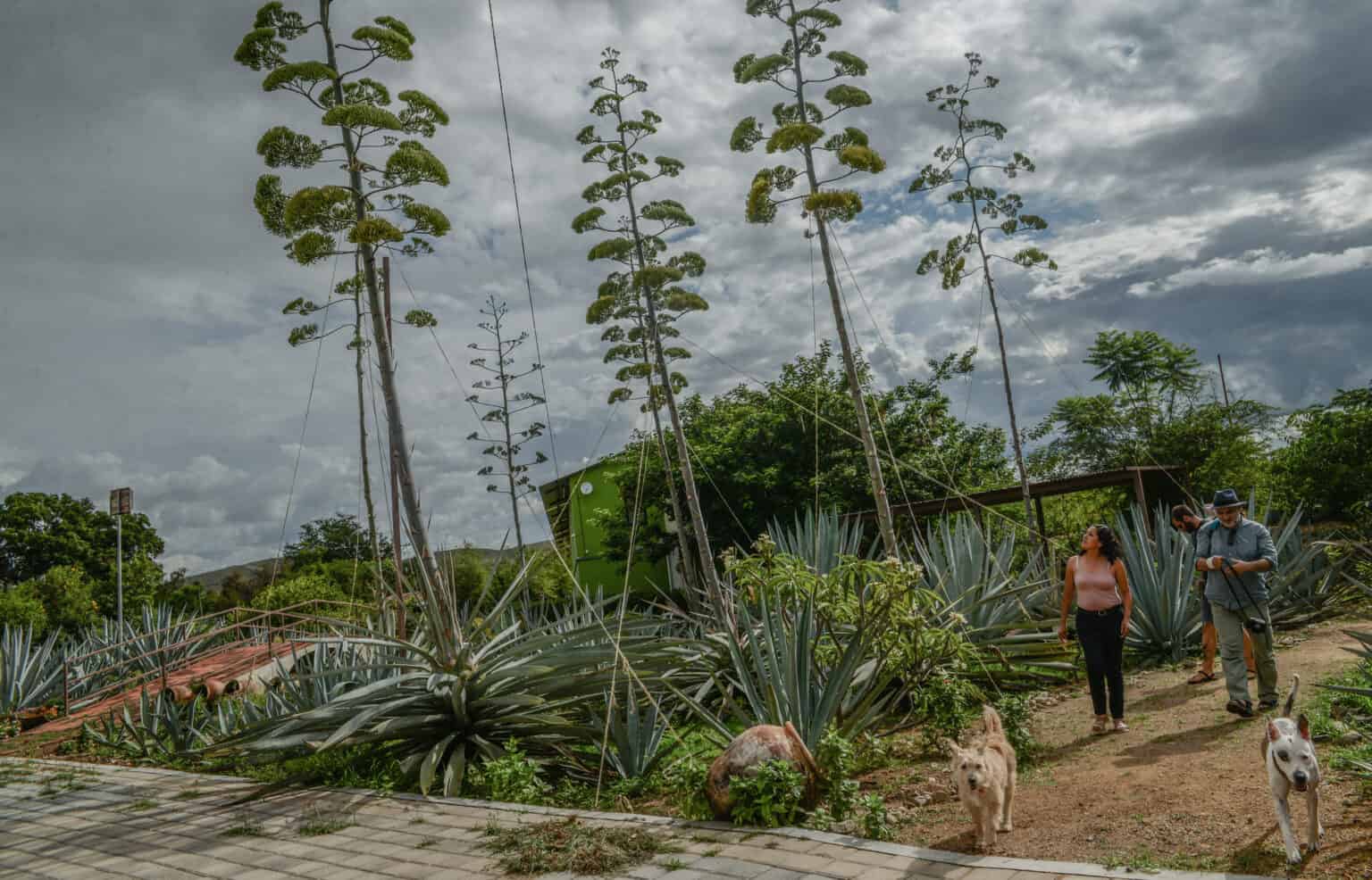 Can wild agave be successfully cultivated? – Mezcalistas