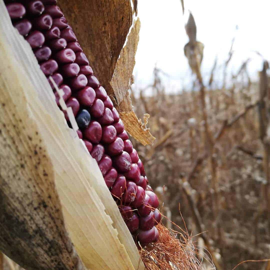 Cultivating sustainability in Mexican Spirits – Mezcalistas