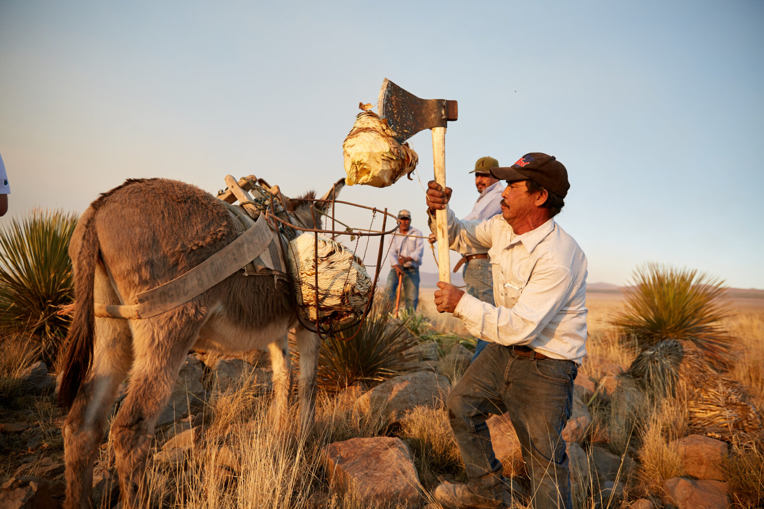 What is sotol? Sotol 101 – Mezcalistas