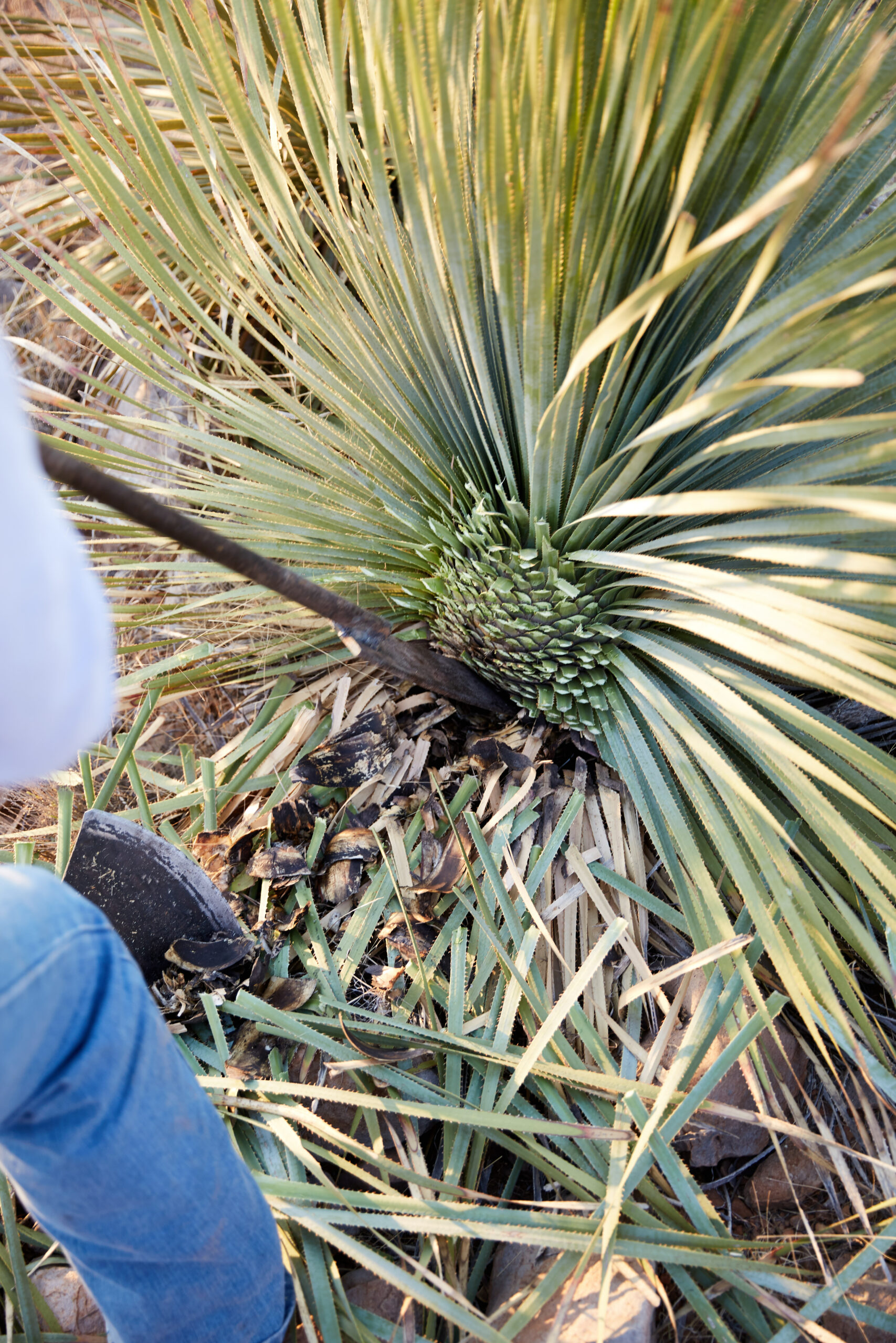 What is sotol? Sotol 101 – Mezcalistas