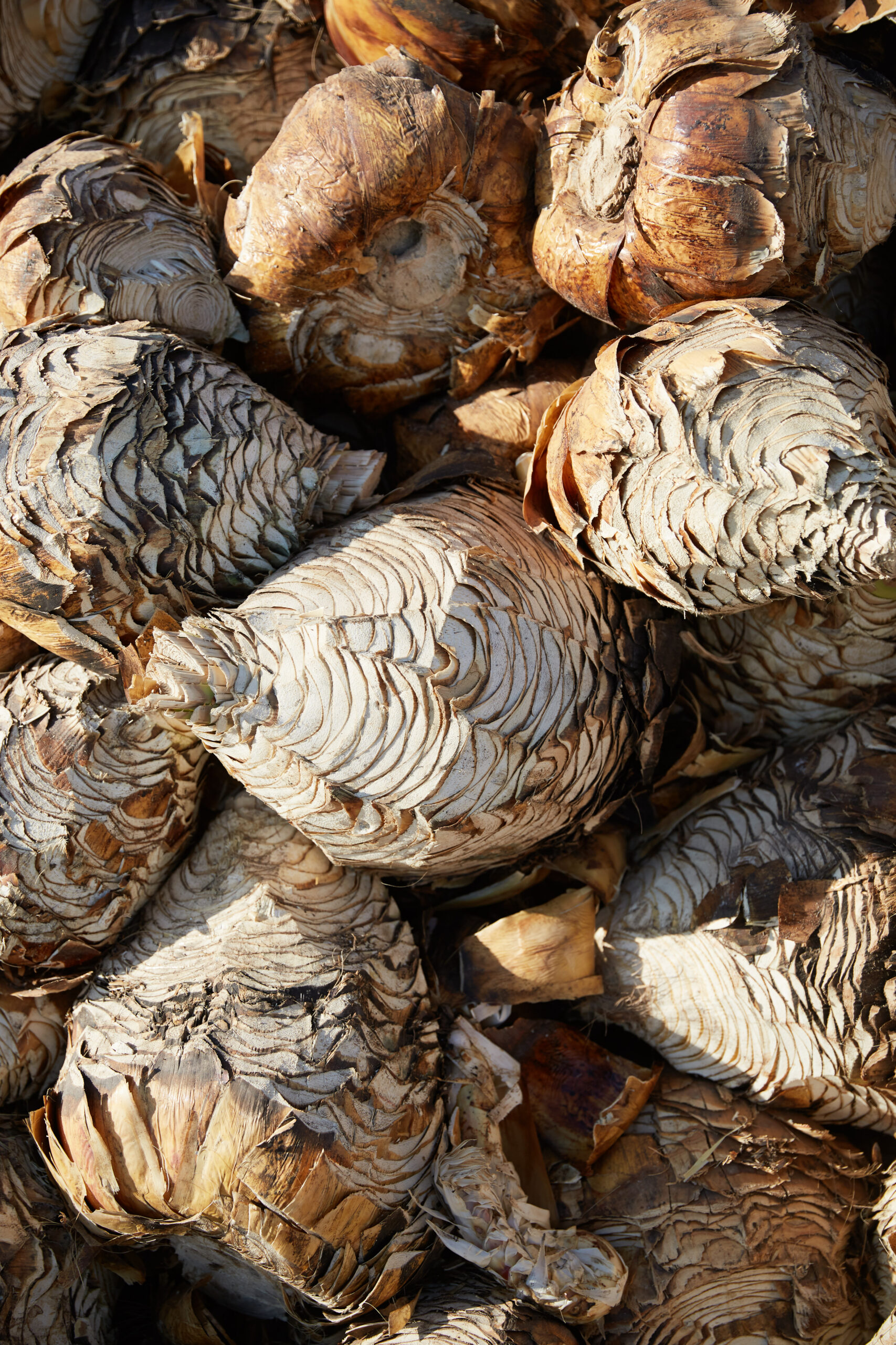 What is sotol? Sotol 101 – Mezcalistas