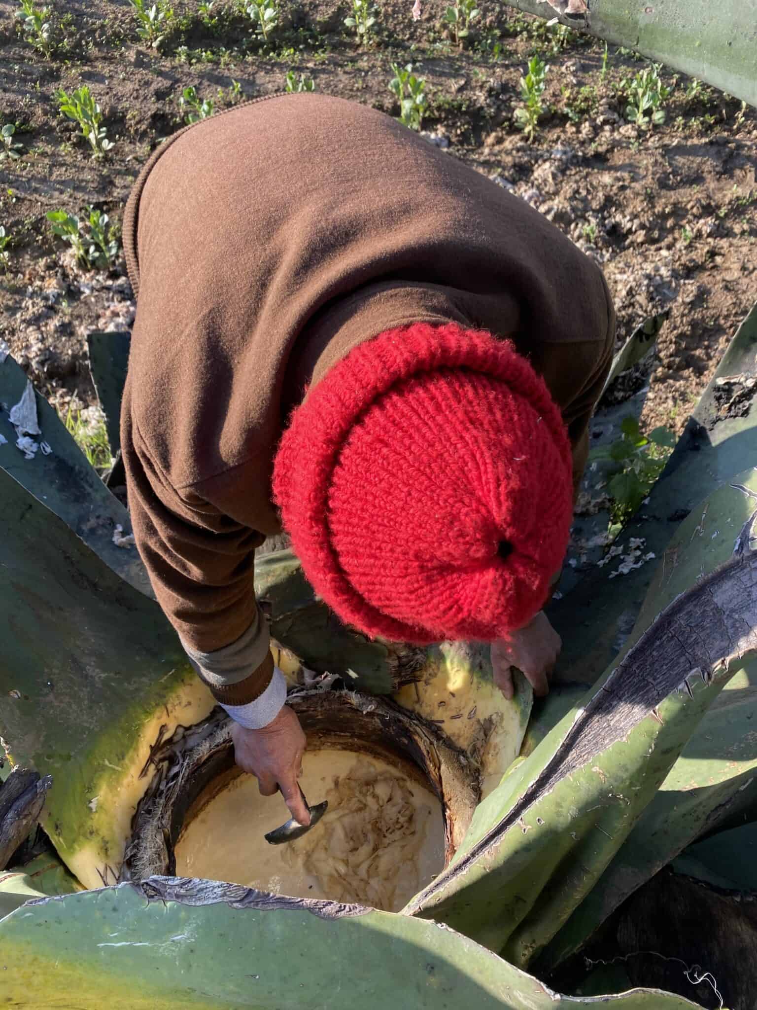 What is pulque? Pulque 101 – Mezcalistas